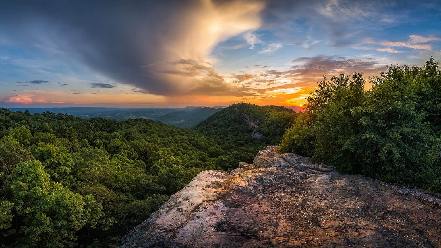 Discover the 20 Most Forested Countries in the World - A-Z Animals