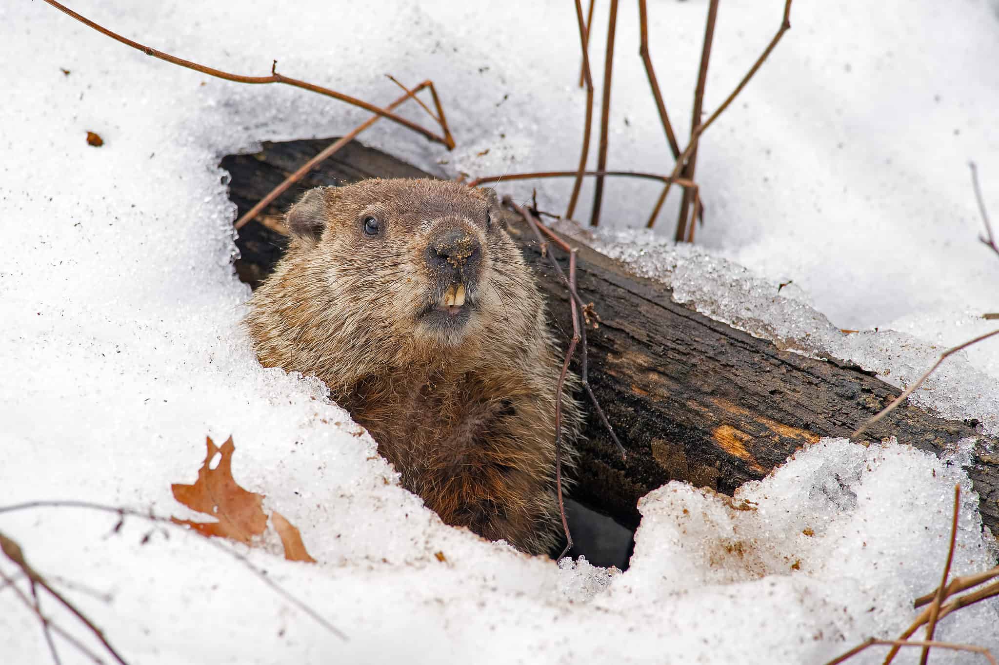 A Full List of All Types of Animals That Hibernate - A-Z Animals