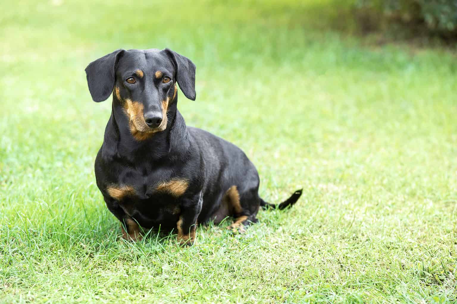 The 15 Best Small Dog Breeds - Our Top Picks, Ranked! - A-Z Animals