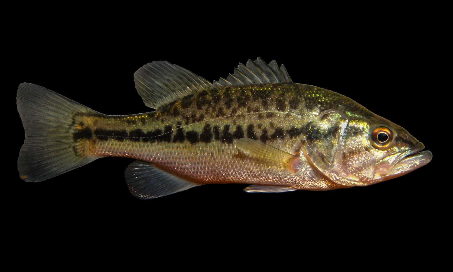 Wildlife in Kentucky - Types of Kentuckian Animals - A-Z Animals