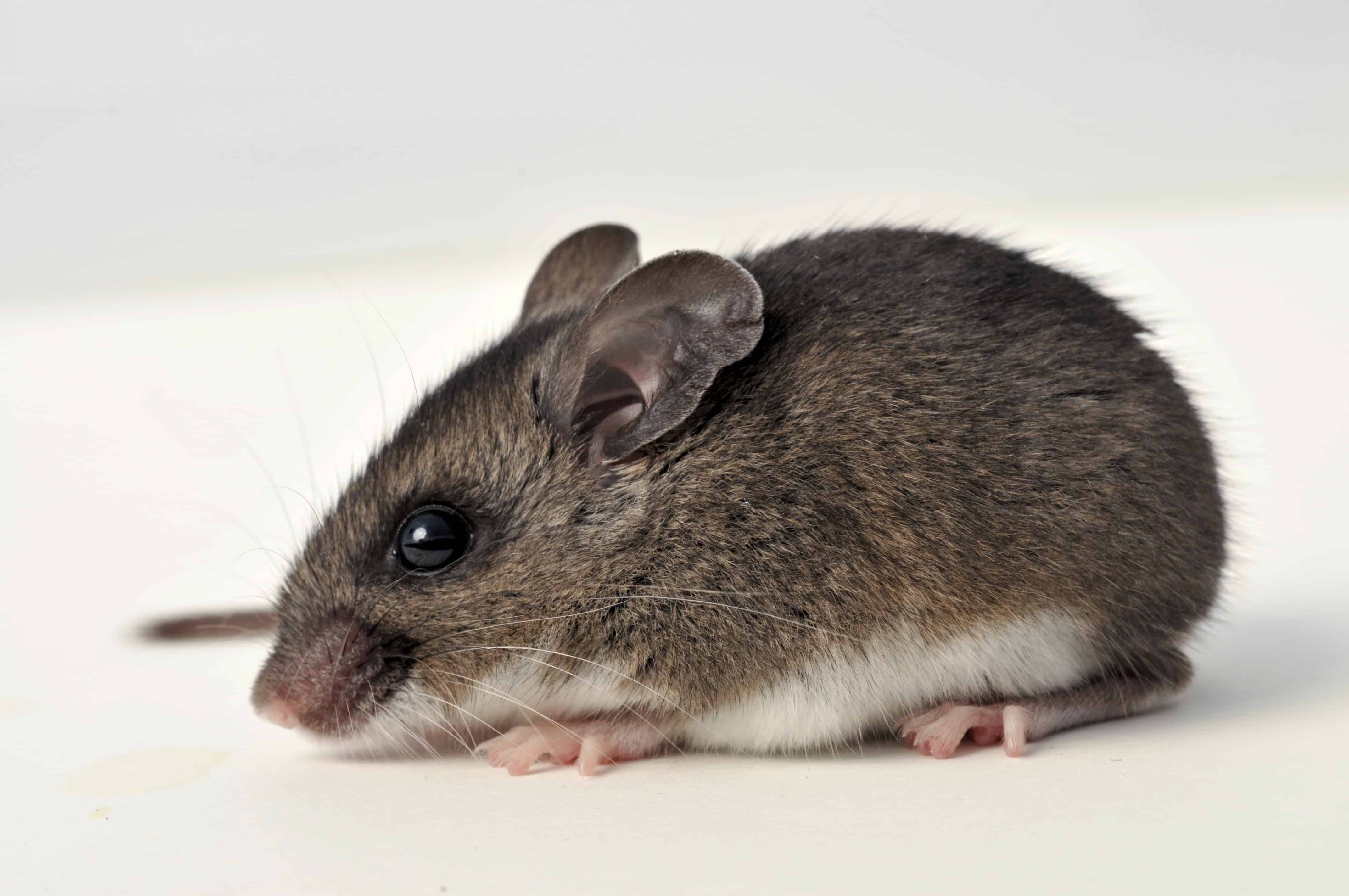 Deer Mouse Animal Facts - A-Z Animals