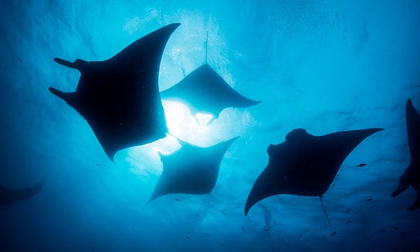 Manta Ray Fish Facts - A-Z Animals