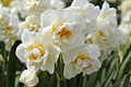 When Do Daffodils Bloom? Discover Peak Season by Zone - A-Z Animals