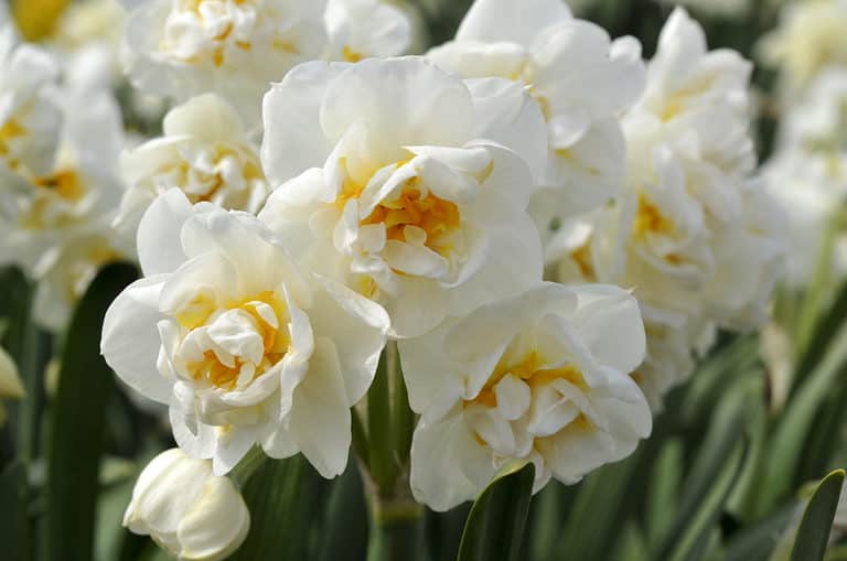 14 Types of Double Daffodils - A-Z Animals