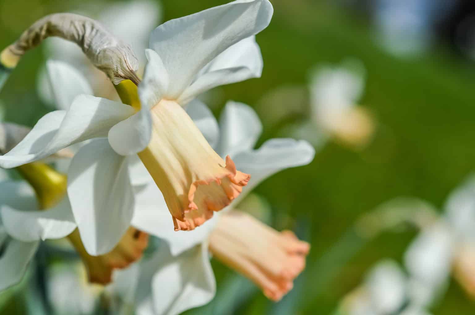 23 Types of Bicolor Daffodils - A-Z Animals