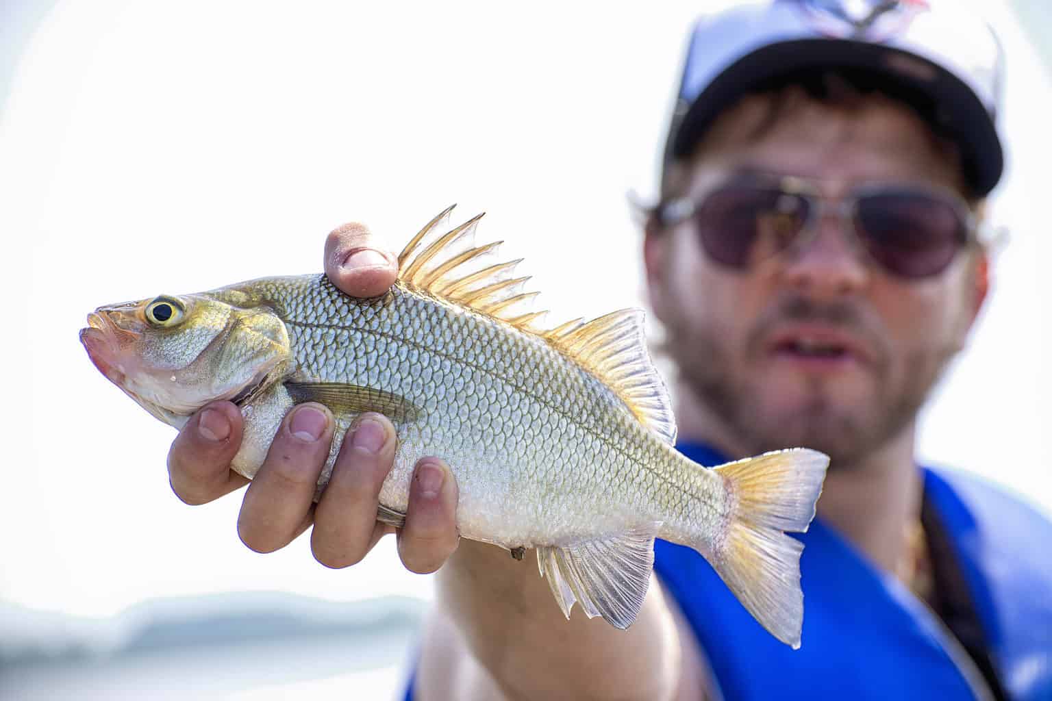 Freshwater Drum Fish Facts - Aplodinotus grunniens - A-Z Animals