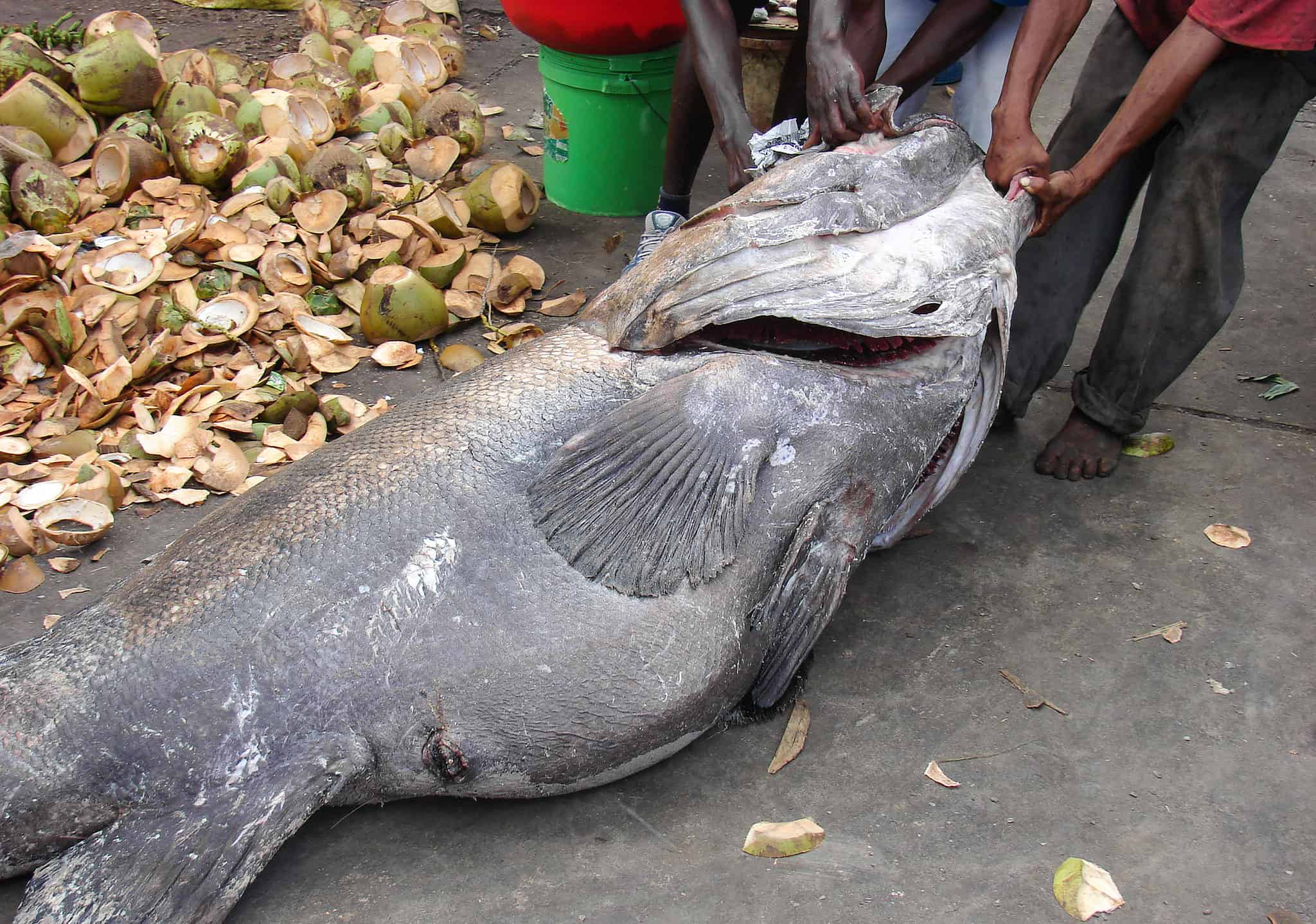 Discover 7 Spectacular Fish Found in Mali - A-Z Animals