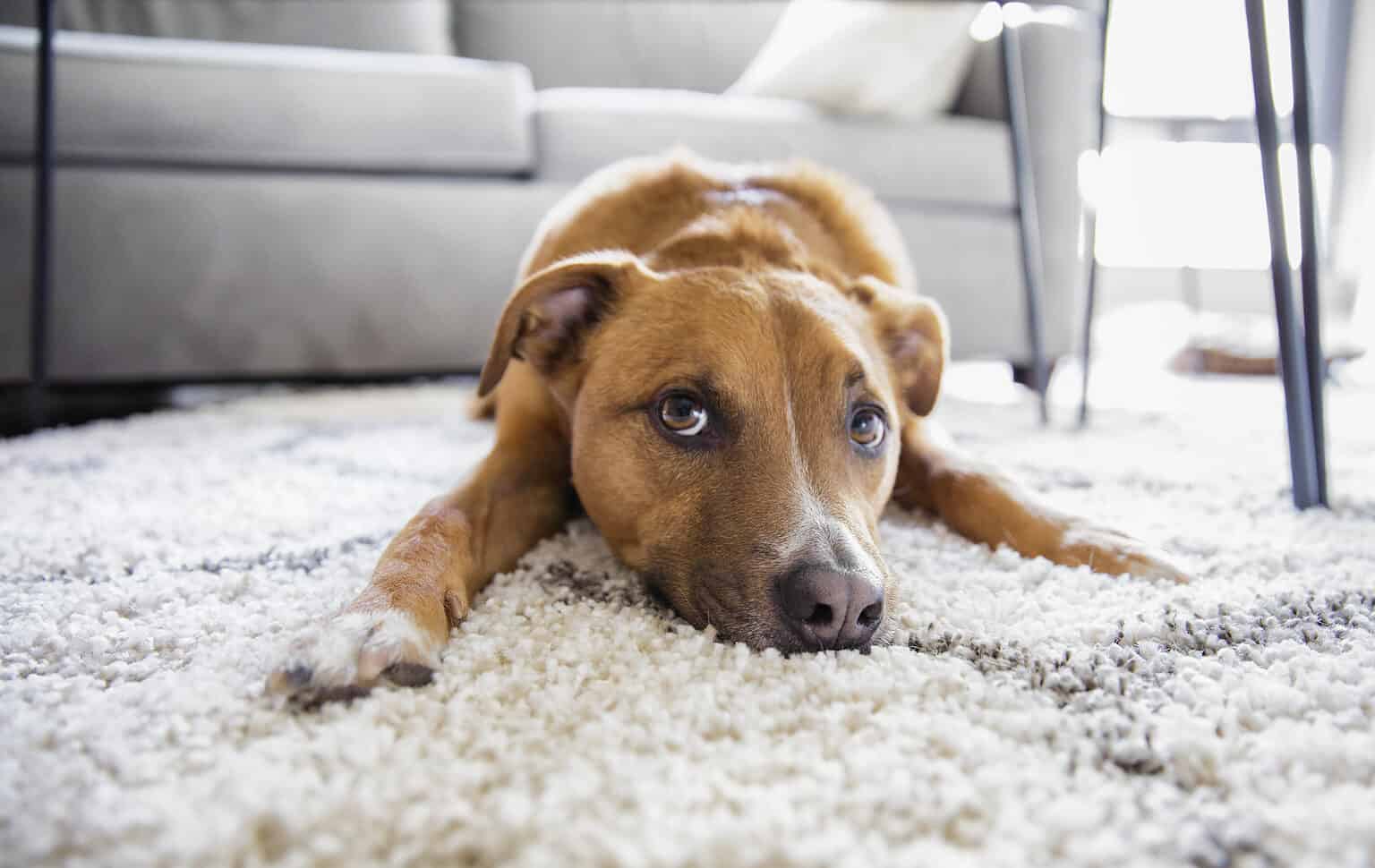 Cloning A Dog: Price, Risks, And What to Expect - A-Z Animals