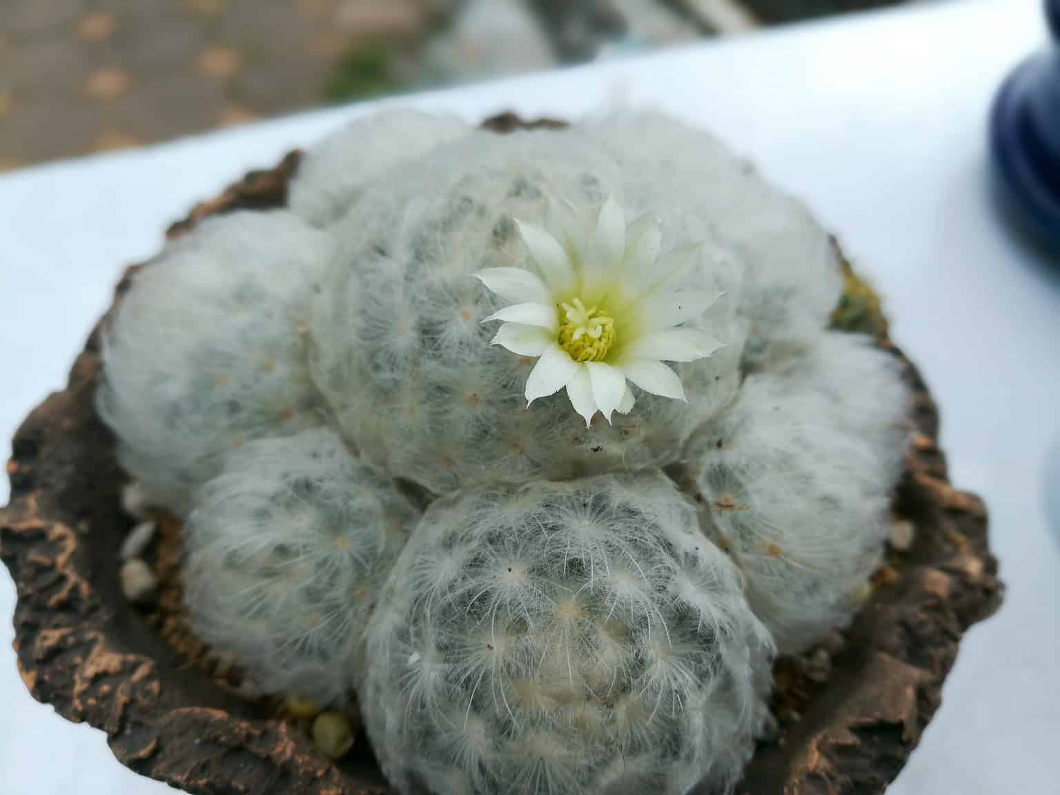 5 Types of Cacti Succulents - A-Z Animals