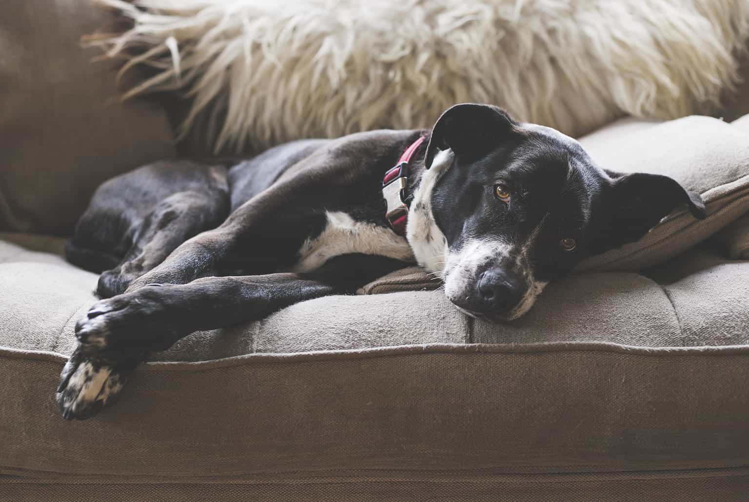 Ariana Grande's 9 Dogs: Why She Has So Many - A-Z Animals