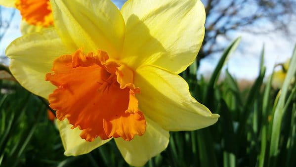 14 Types of Large-Cupped Daffodils - A-Z Animals