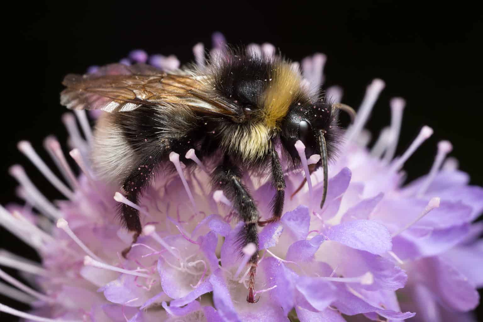 Gypsy Cuckoo Bumblebee Animal Facts - Bombus bohemicus - A-Z Animals