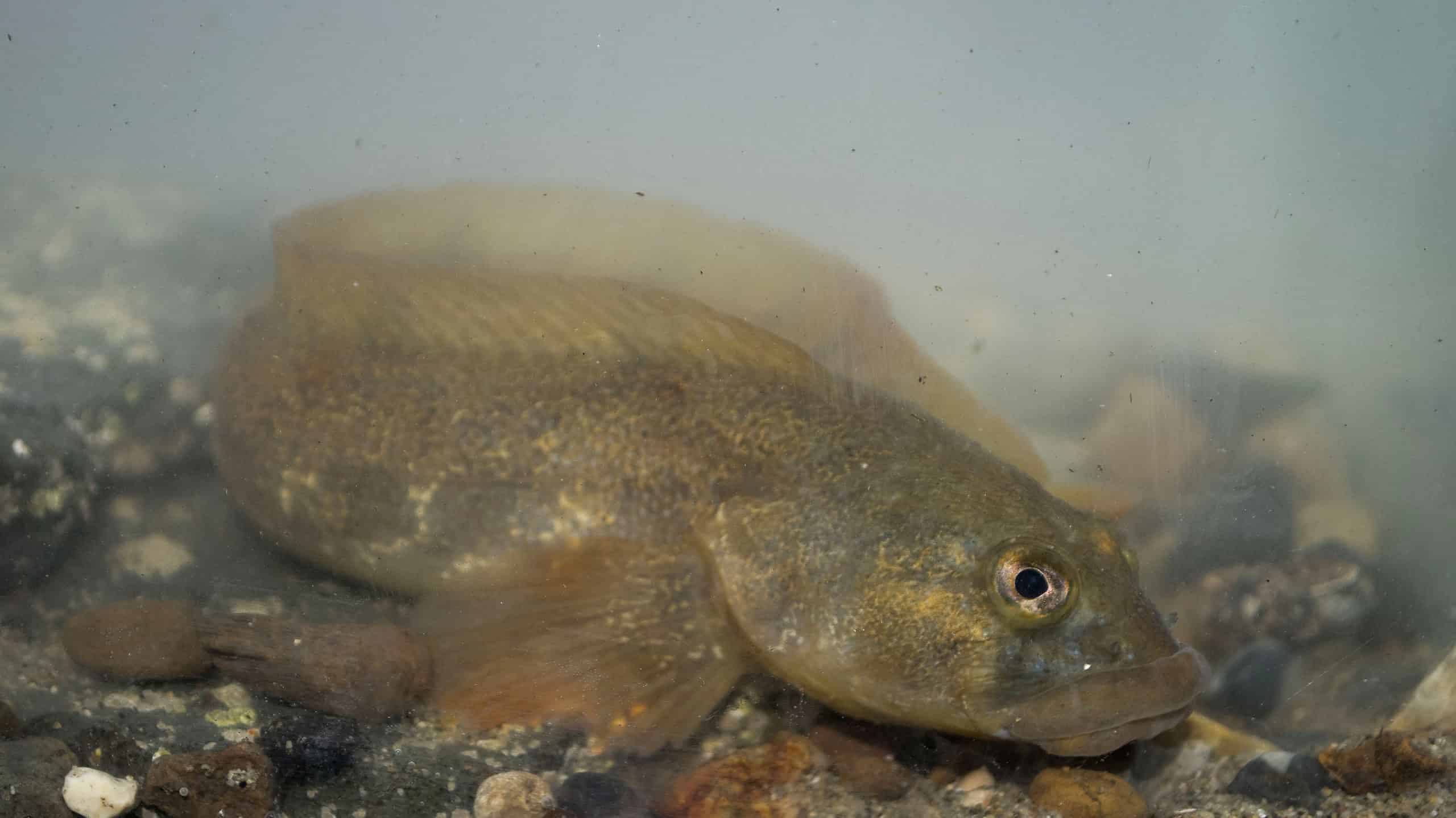 Eelpout Animal Pictures A Z Animals