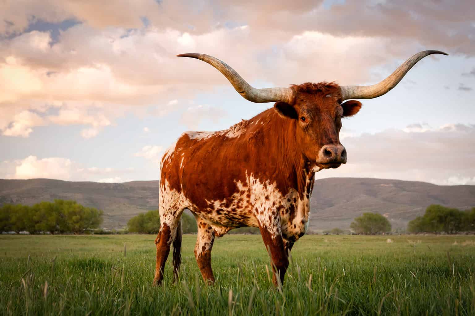 Discover the 8 Official State Animals of Texas - A-Z Animals