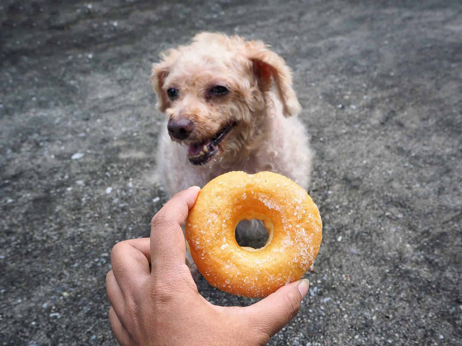 Can Dogs Eat Donuts? - A-Z Animals