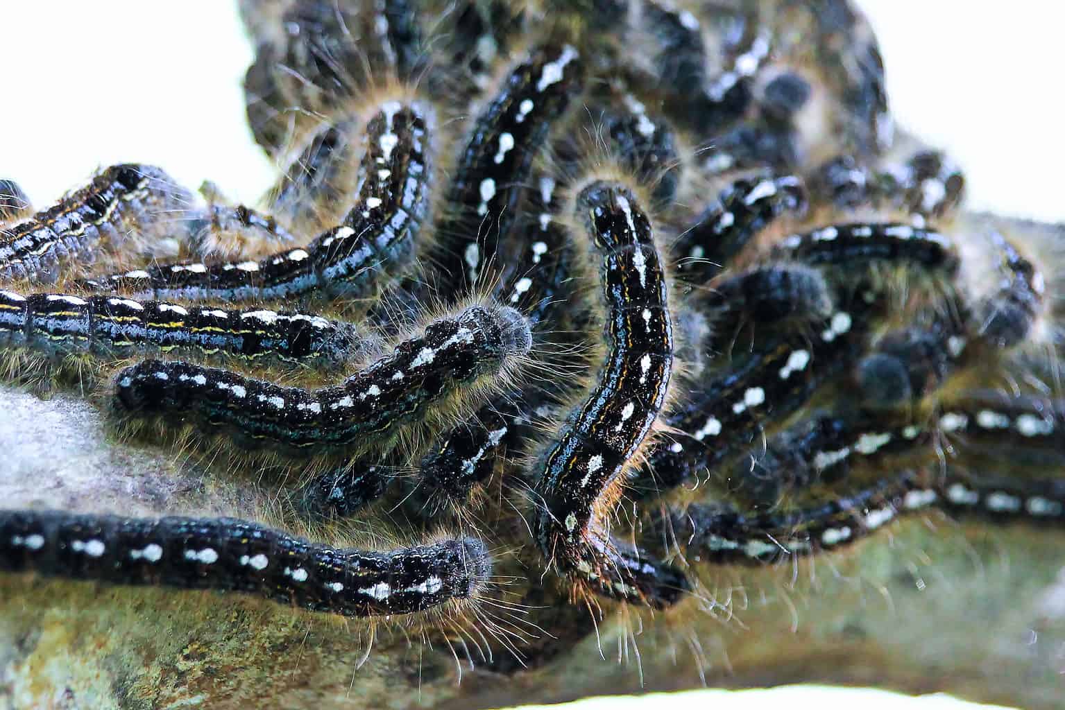 Wildlife in France - Types of French Animals - A-Z Animals