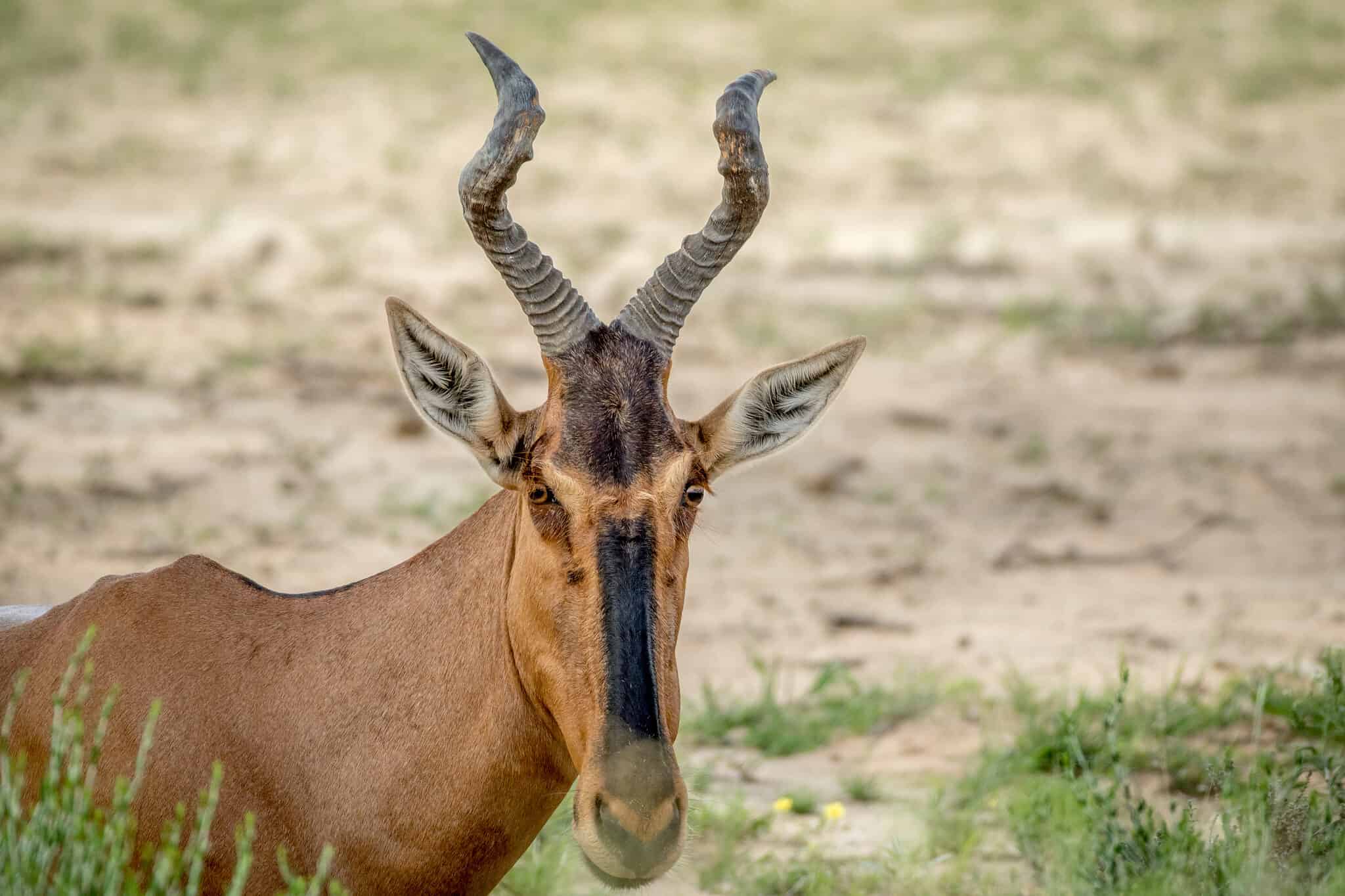 The Complete List of 57 African Animals with Horns - A-Z Animals