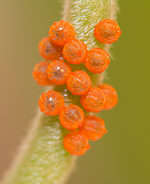 butterfly reproduction