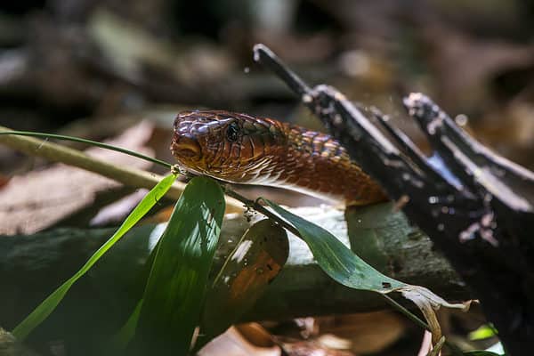The 10 Largest Snake Species You'll Find in South America - A-Z Animals
