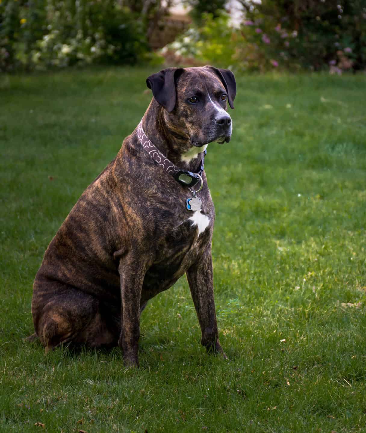 Boxer Mix Dog Breed Complete Guide - A-Z Animals