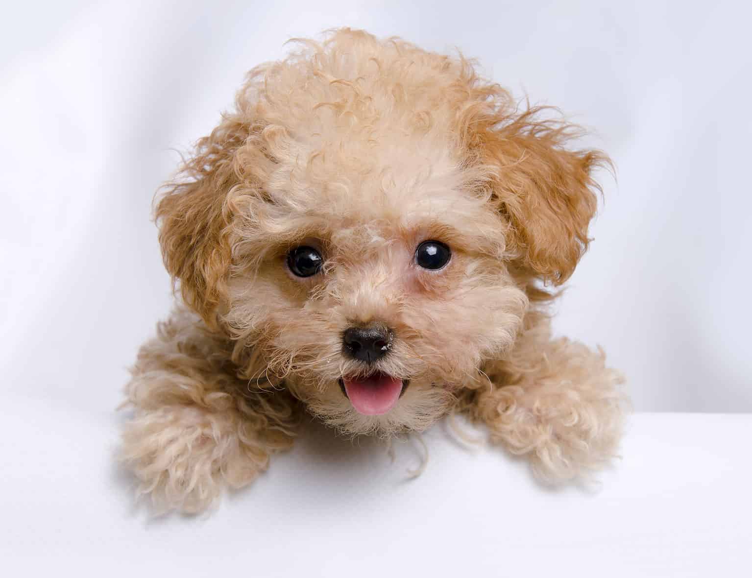 Toy Poodle Lifespan: How Long Do Toy Poodles Live? - A-Z Animals