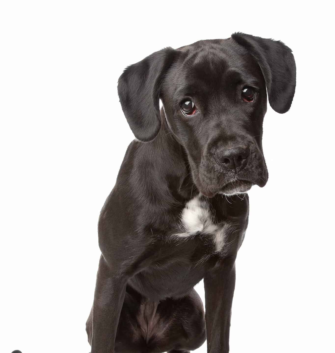 Boxador Dog Breed Complete Guide - A-Z Animals