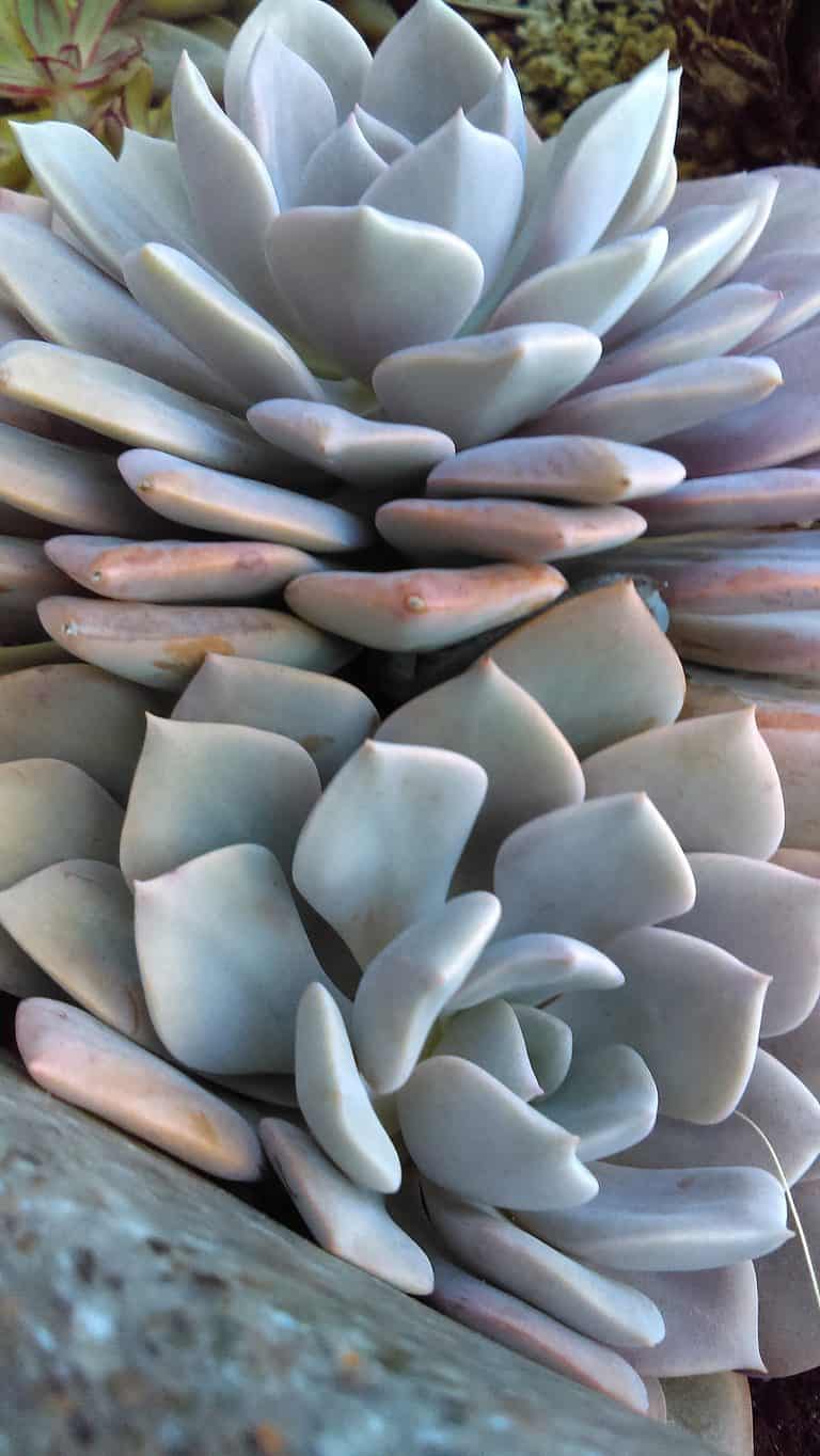 5 Types of Blue Succulents - A-Z Animals