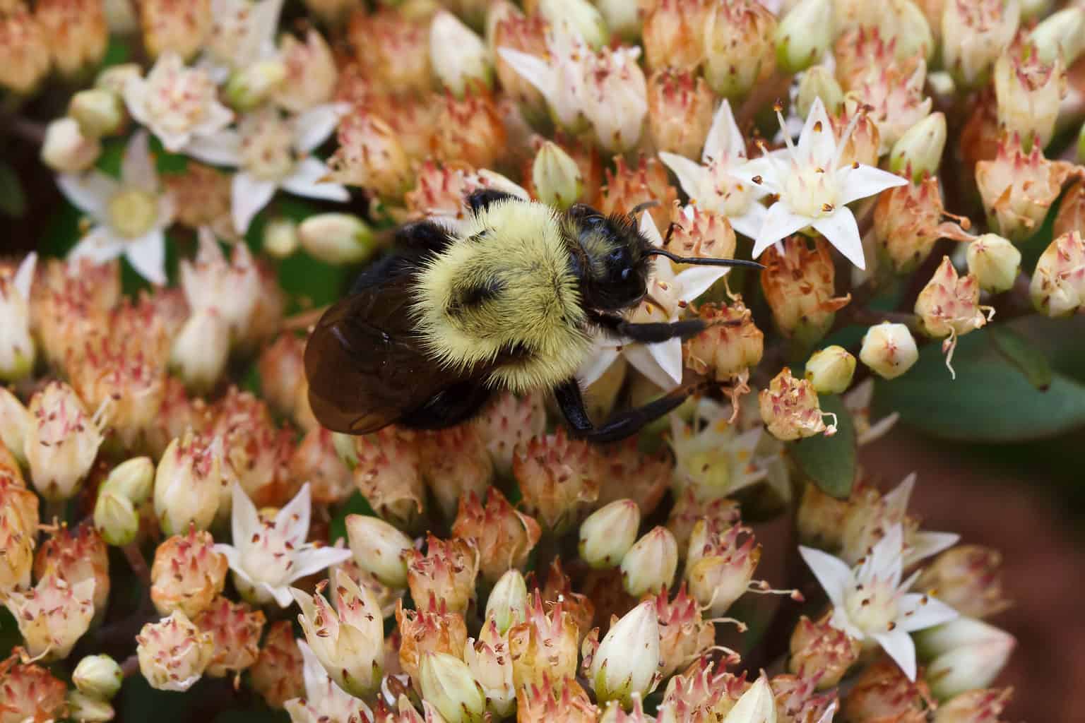 Lemon Cuckoo Bumblebee Insect Facts - Bombus citrinus - A-Z Animals