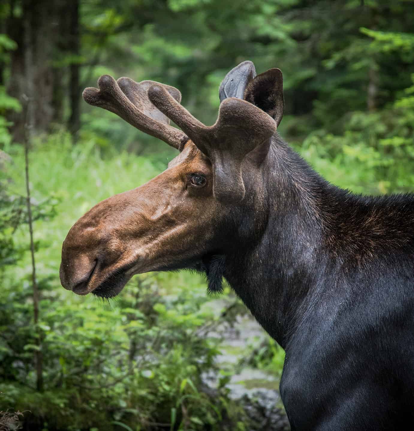 Wildlife in Michigan - Types of Michiganian Animals - A-Z Animals