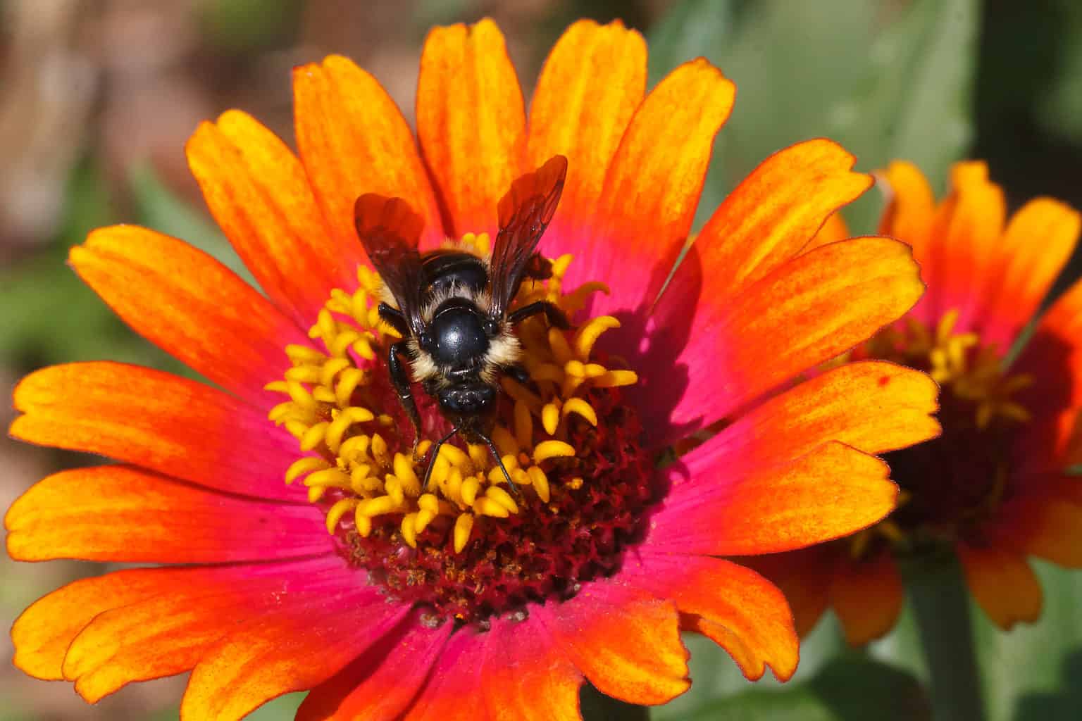 What is a Bee Garden? Your Complete Guide to Pollinator Gardens