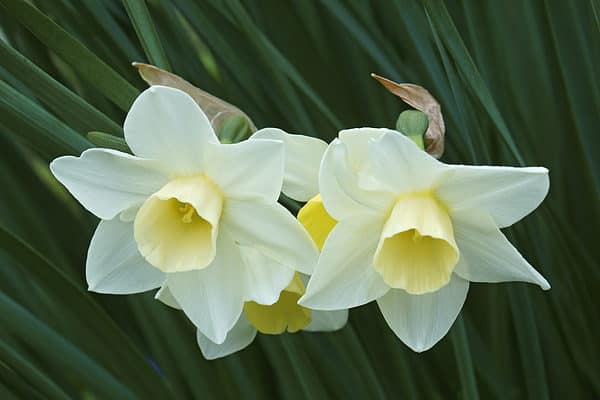 10 Types of Jonquil Daffodils - A-Z Animals