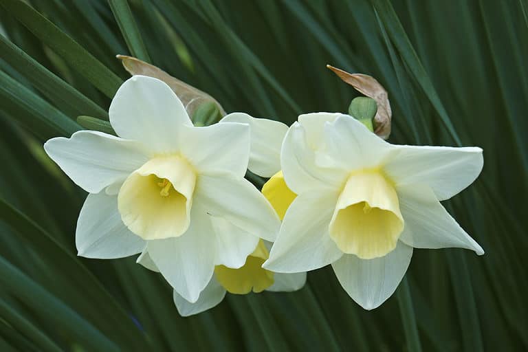 10 Types of Jonquil Daffodils - A-Z Animals