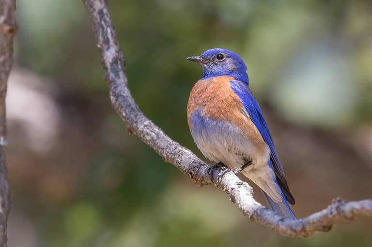 When Do Bluebirds Lay Eggs and Have Baby Chicks? - A-Z Animals