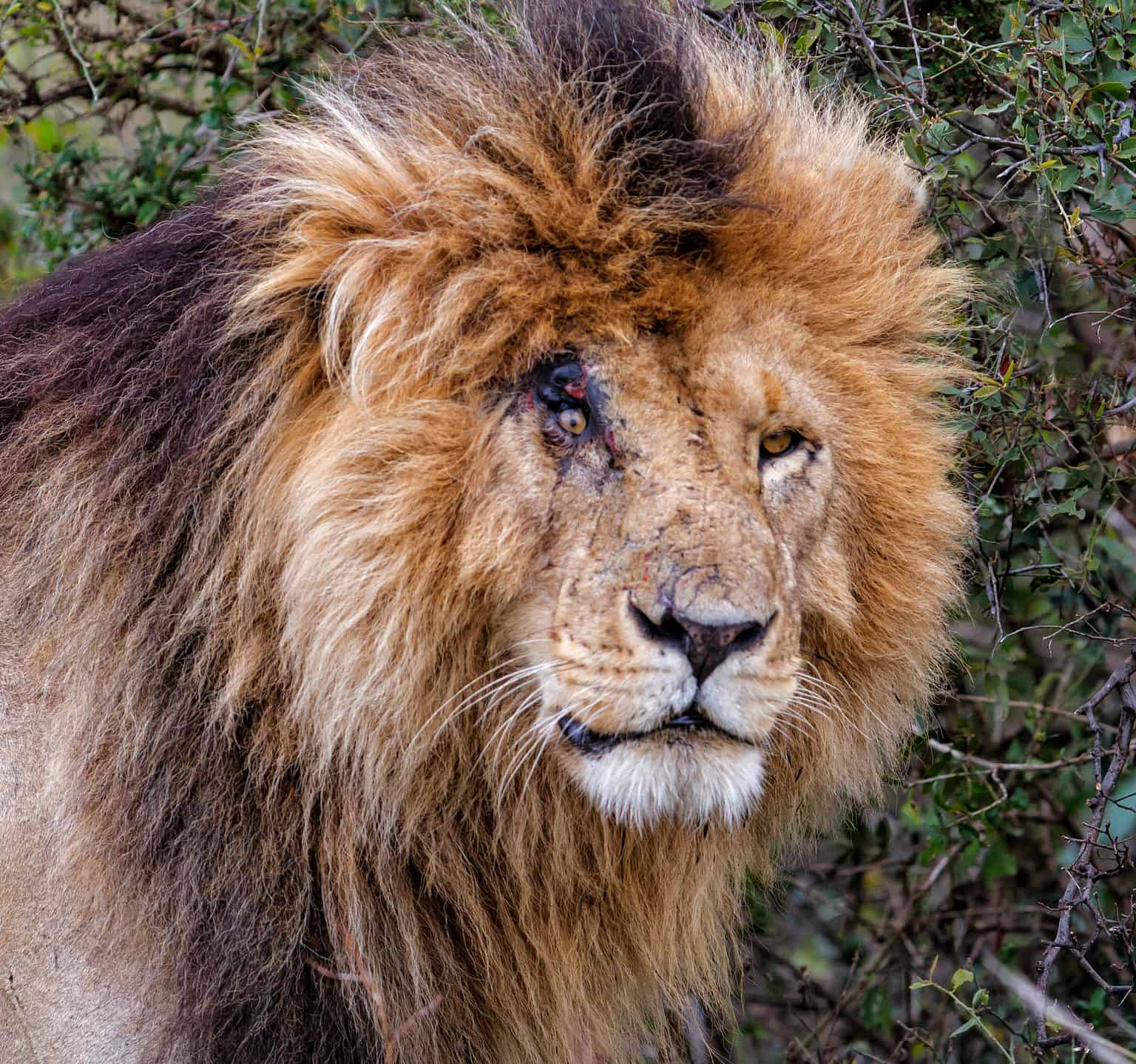 Meet 'Scarface' — The Most Notorious Lion to Ever Rule the Jungle - A-Z ...