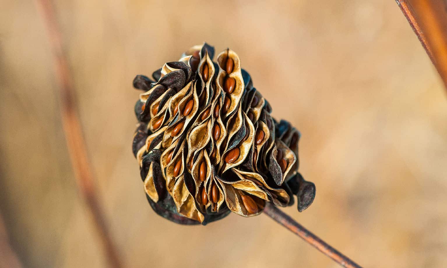 10 Native Plants in Nebraska - A-Z Animals