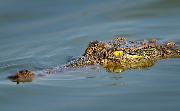 Can Crocodiles Climb Trees? - A-Z Animals