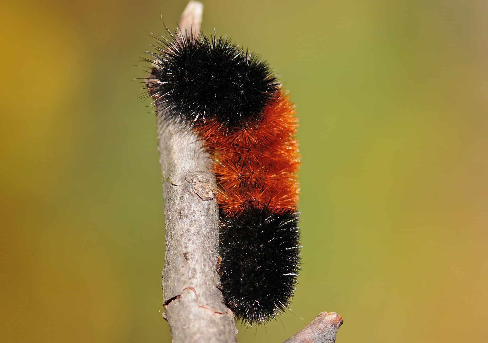 Explore Ohio's Caterpillar Kingdom: The Good, the Bad, and the Venomous ...