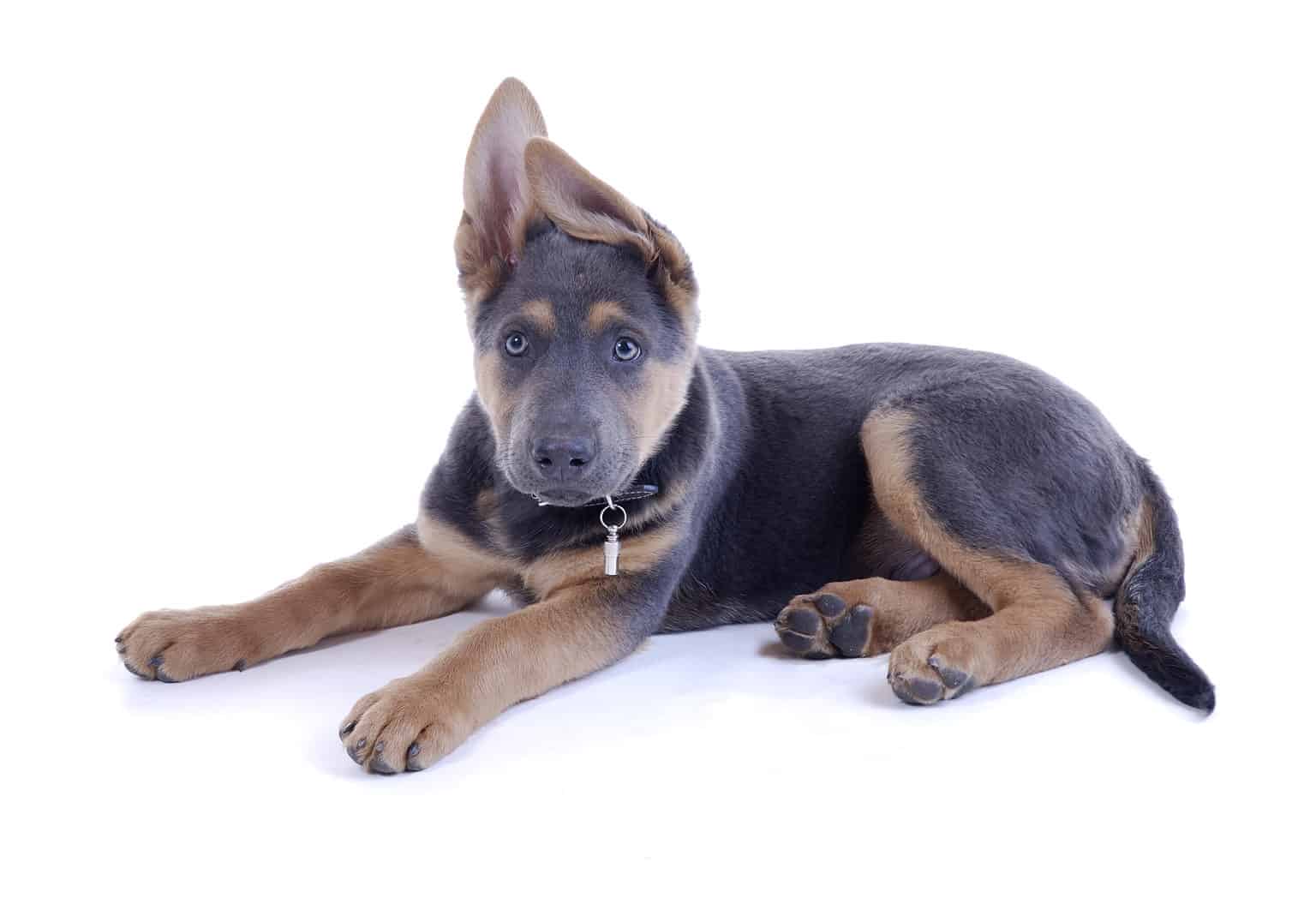 German Shepherd Mix Dog Breed Complete Guide - A-Z Animals