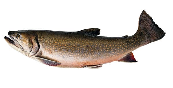 Speckled Trout Animal Facts - Cynoscion nebulosus - A-Z Animals