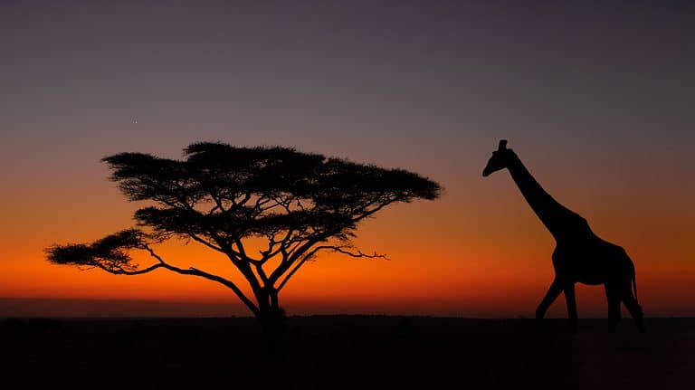 8 Beautiful Trees Native to Kenya - A-Z Animals