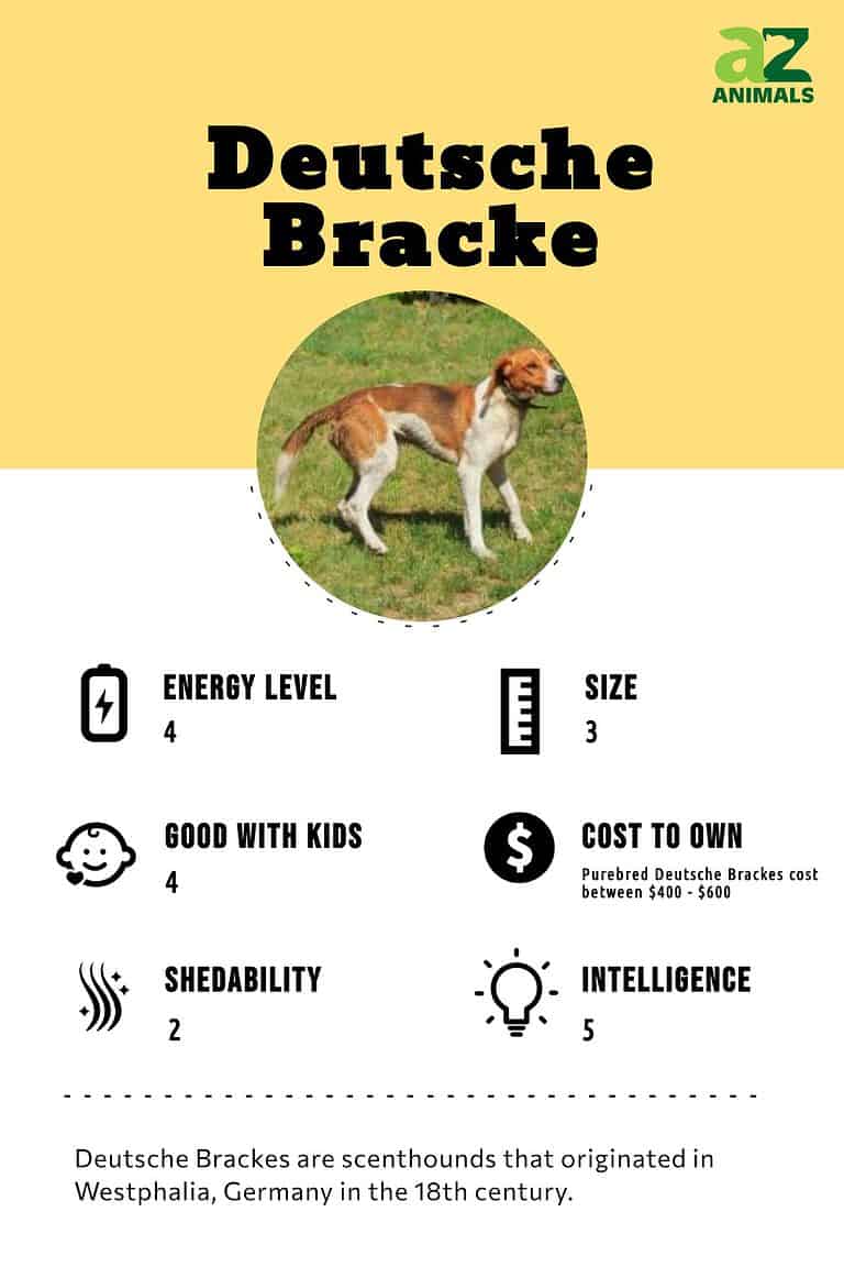 Deutsche Bracke Dog Breed Complete Guide - A-Z Animals