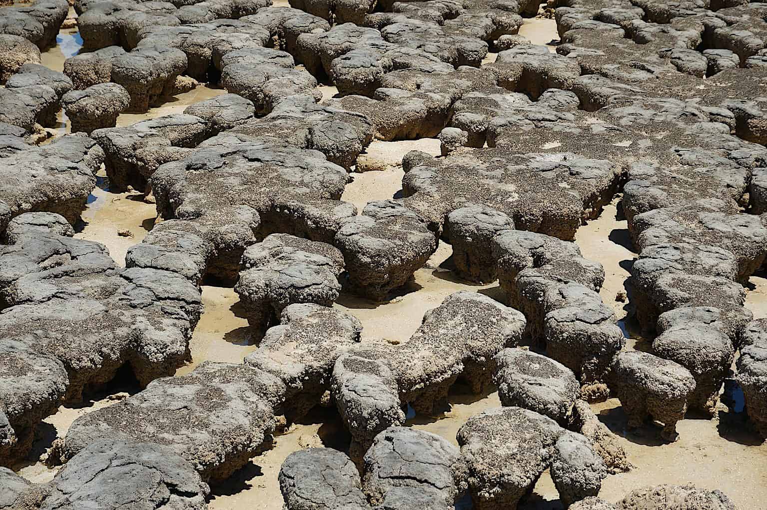 Stromatolite Animal Facts - A-Z Animals