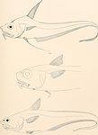Explore 20+ Fish That Start With the Letter G - A-Z Animals