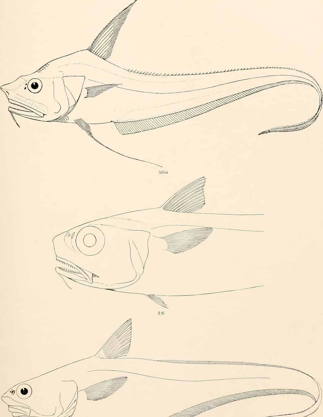 Explore 20+ Fish That Start With the Letter G - A-Z Animals