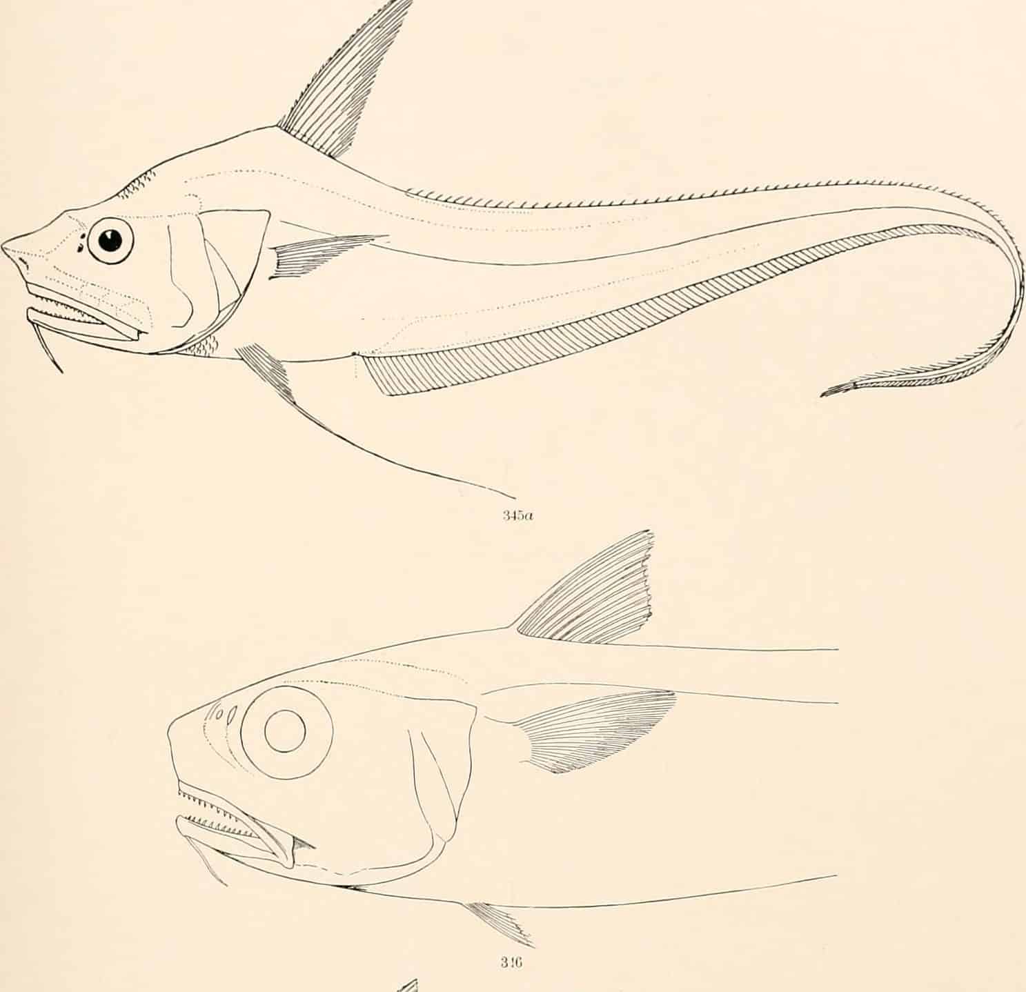 Discover 8 Spectacular Fish Found in Senegal - A-Z Animals