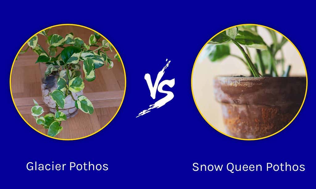 Glacier Pothos vs. Snow Queen Pothos - A-Z Animals