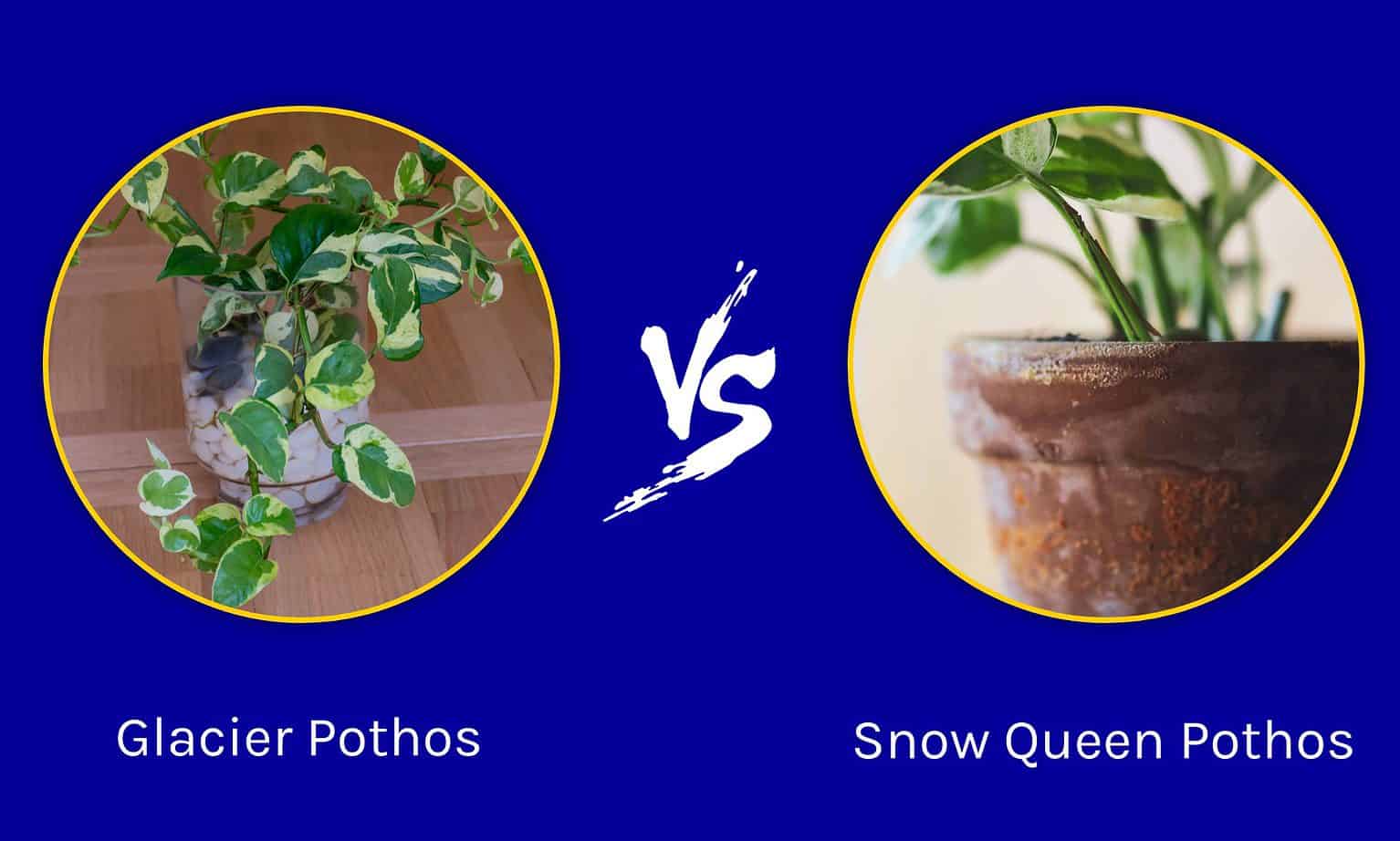 Glacier Pothos vs. Snow Queen Pothos - A-Z Animals
