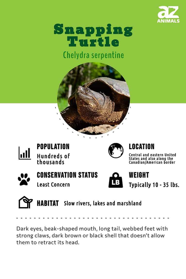 Snapping Turtle Animal Facts - Chelydridae - A-Z Animals