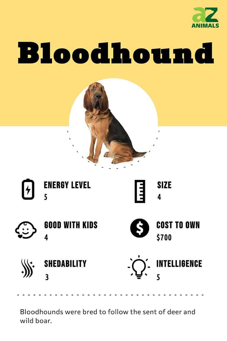 Bloodhound Dog Breed Complete Guide - A-Z Animals