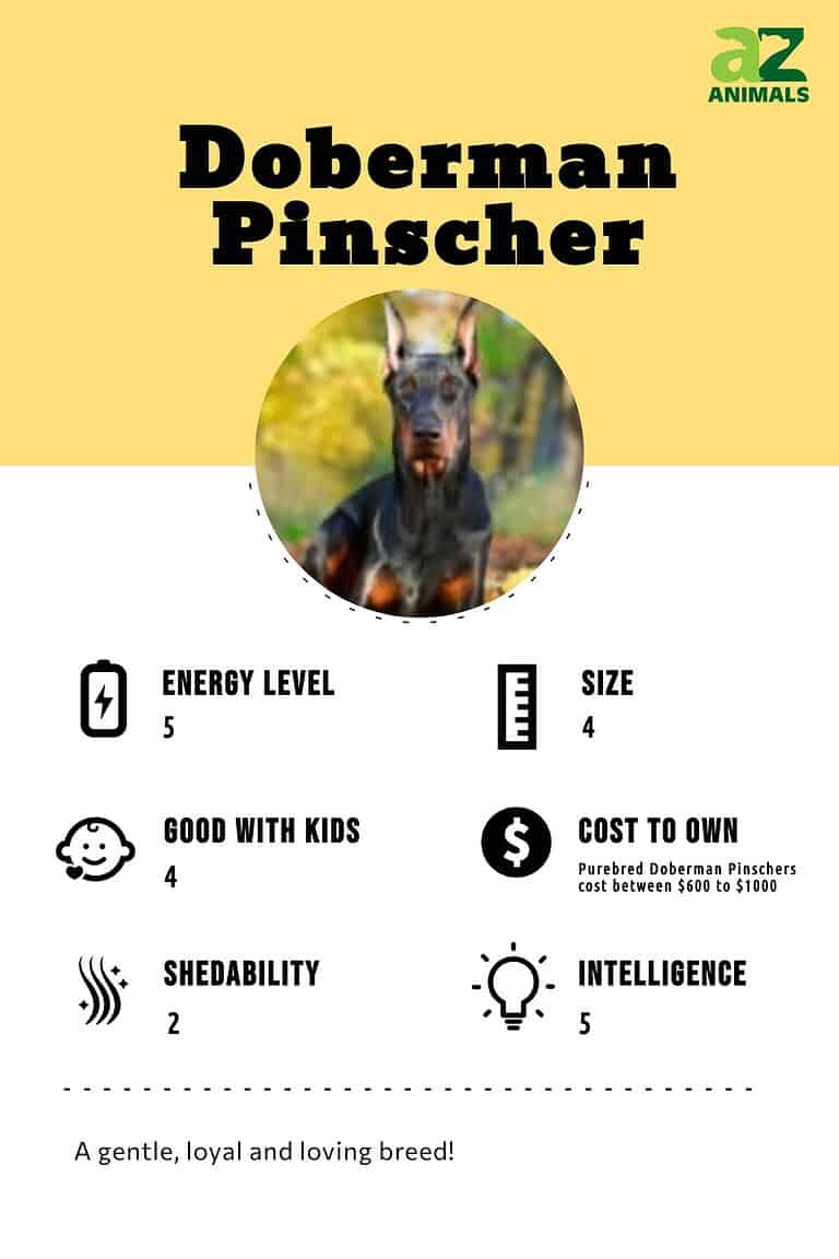 Doberman Pinscher Dog Breed Complete Guide - A-Z Animals